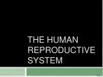 PPT - Human Reproductive System PowerPoint Presentation, free download ...