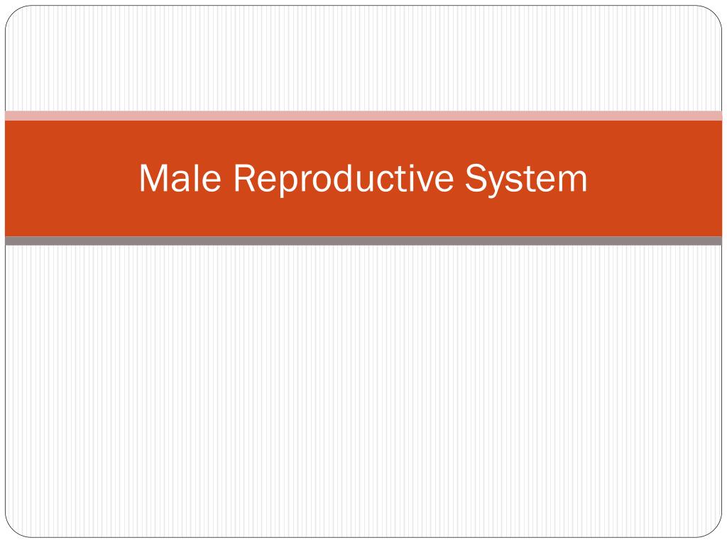 PPT - Male Reproductive System PowerPoint Presentation, free download ...