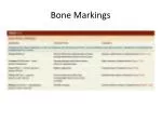 PPT - BONE MARKINGS PowerPoint Presentation, free download - ID:1219370