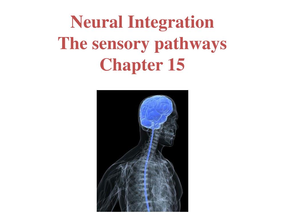 PPT - Neural Integration The sensory pathways Chapter 15 PowerPoint ...