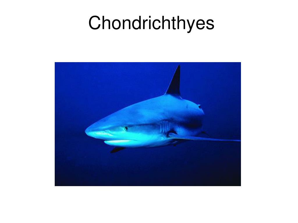PPT - Chondrichthyes PowerPoint Presentation, free download - ID:2015747
