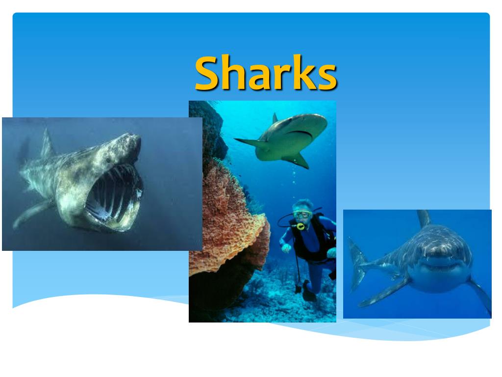 PPT - Sharks PowerPoint Presentation, free download - ID:2015753