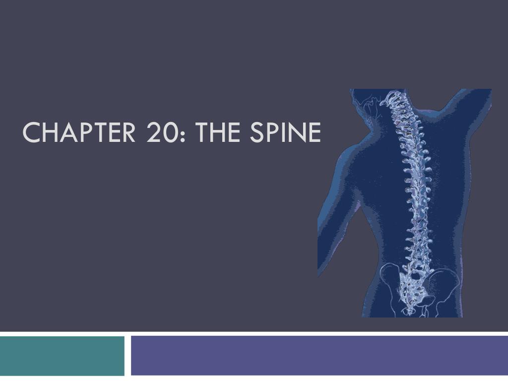 PPT - Chapter 20: The Spine PowerPoint Presentation, free download - ID ...