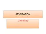 PPT - Respiration PowerPoint Presentation, free download - ID:2016285