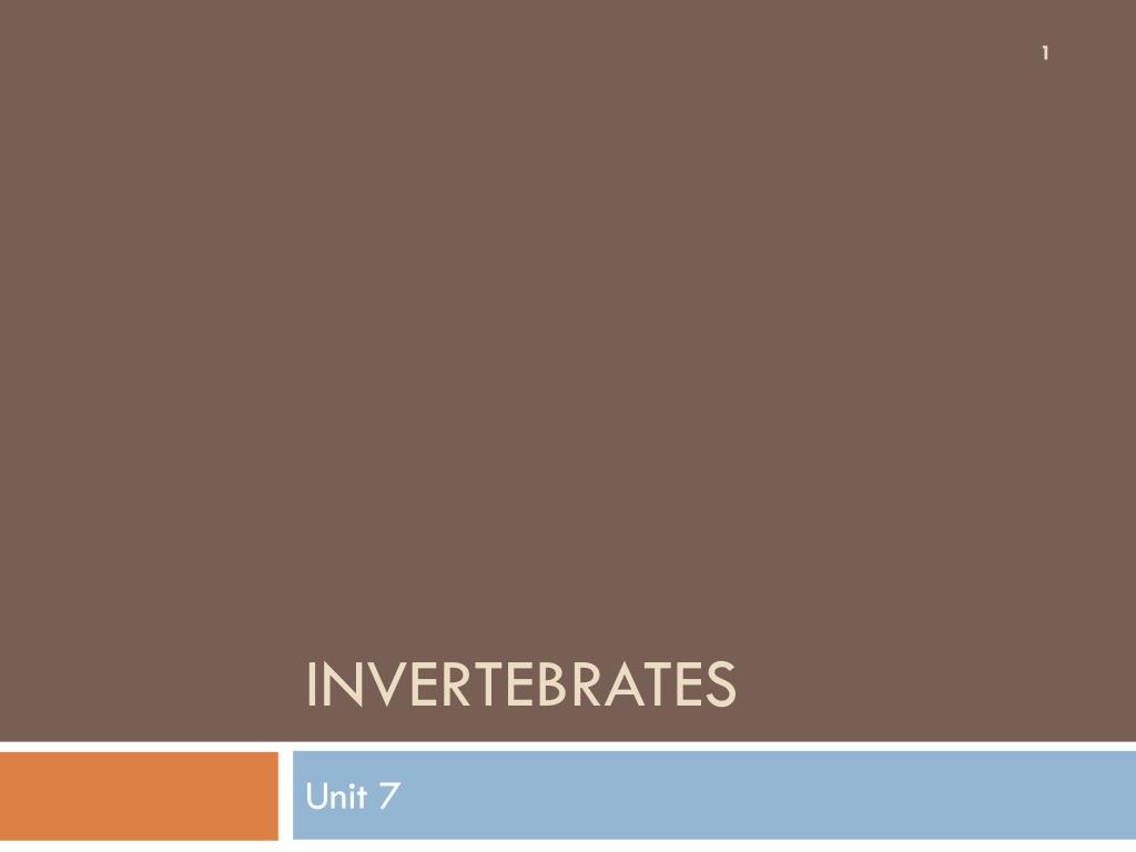 PPT - Invertebrates PowerPoint Presentation, free download - ID:2015957