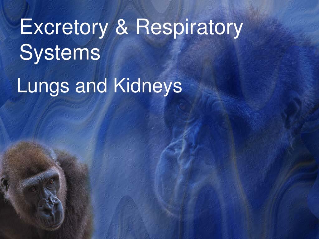 PPT - Excretory & Respiratory Systems PowerPoint Presentation, free ...