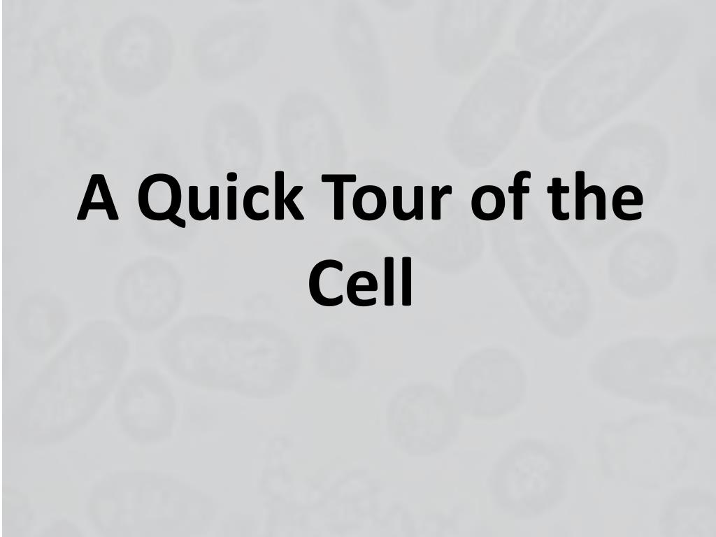 PPT - A Quick Tour of the Cell PowerPoint Presentation, free download ...
