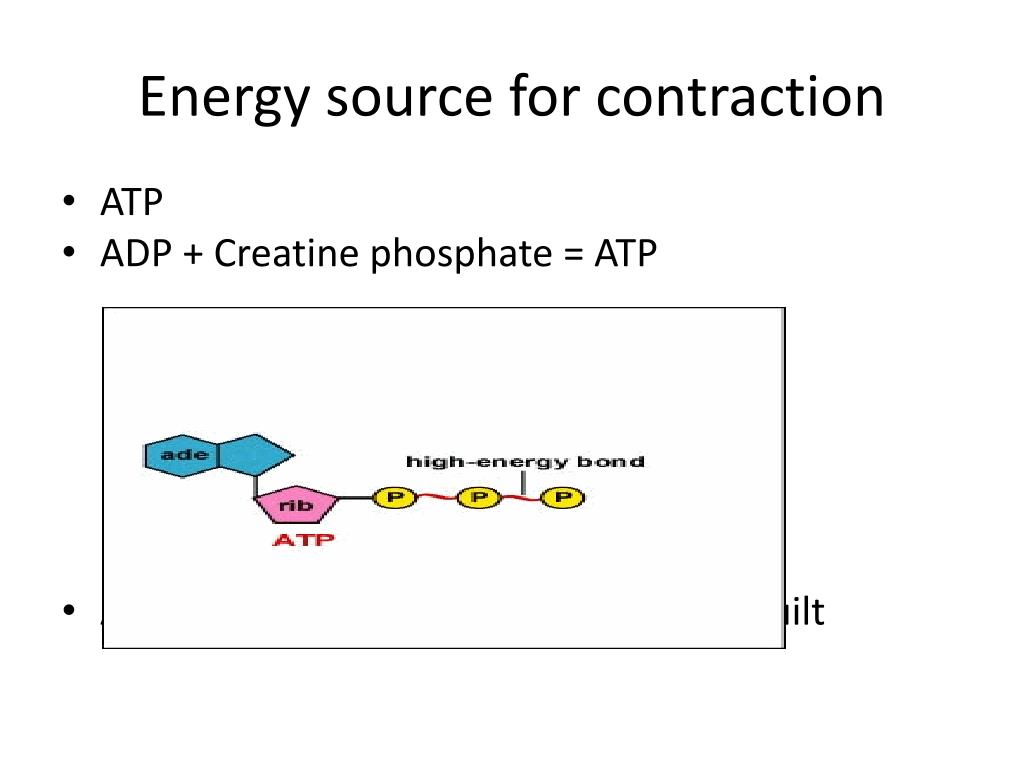 PPT - Energy source for contraction PowerPoint Presentation, free ...