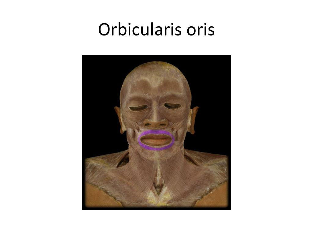 PPT - Orbicularis oris PowerPoint Presentation, free download - ID:2017102
