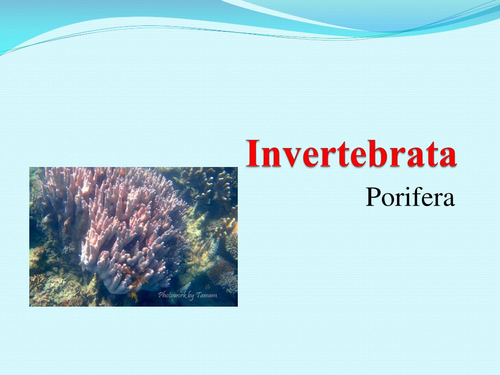 PPT - Invertebrata PowerPoint Presentation, free download - ID:2017341
