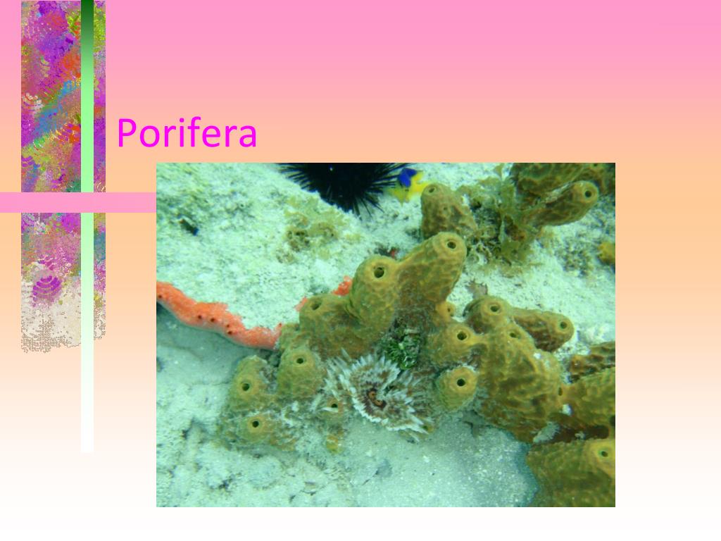 PPT - Porifera PowerPoint Presentation, free download - ID:2017438