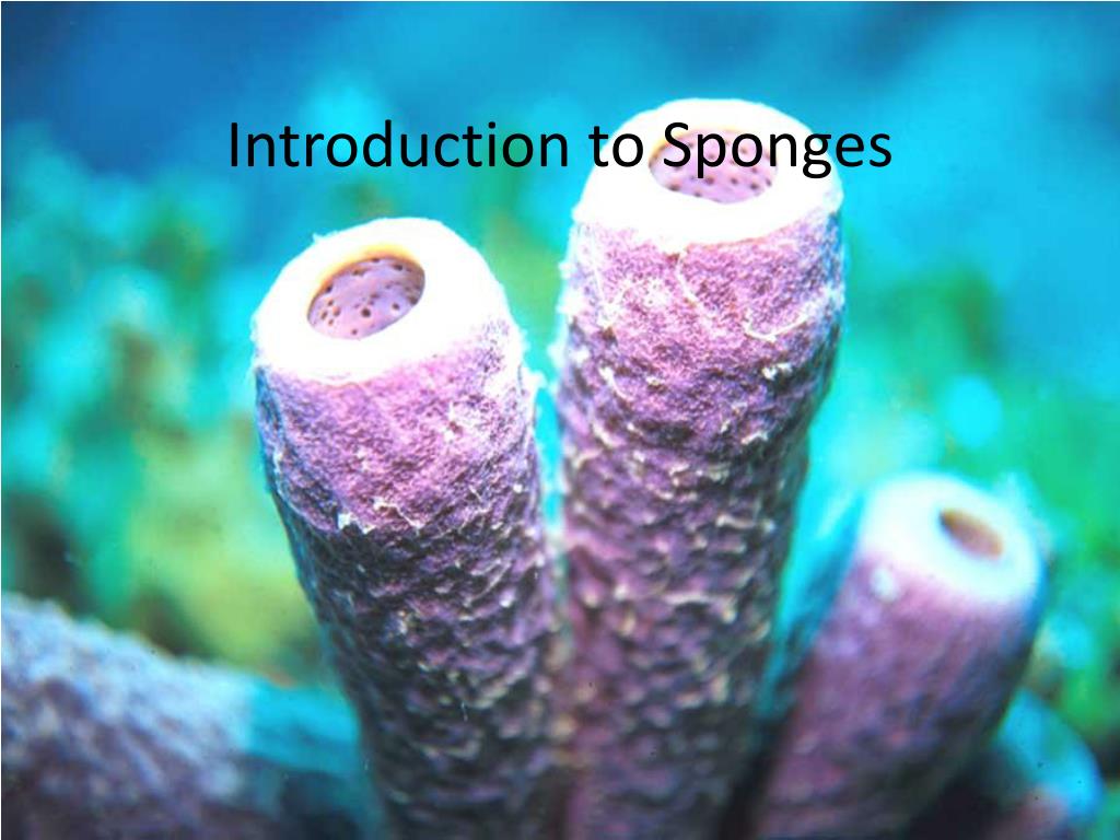 PPT - Introduction to Sponges PowerPoint Presentation, free download ...