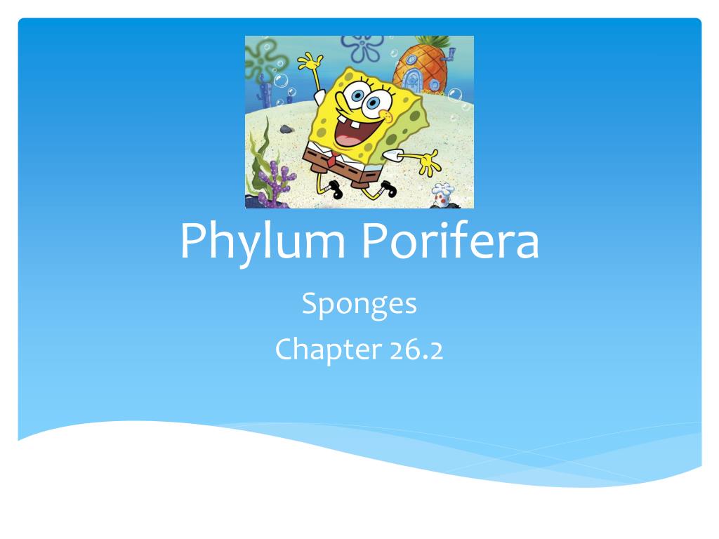 PPT - Phylum Porifera PowerPoint Presentation, free download - ID:2017492