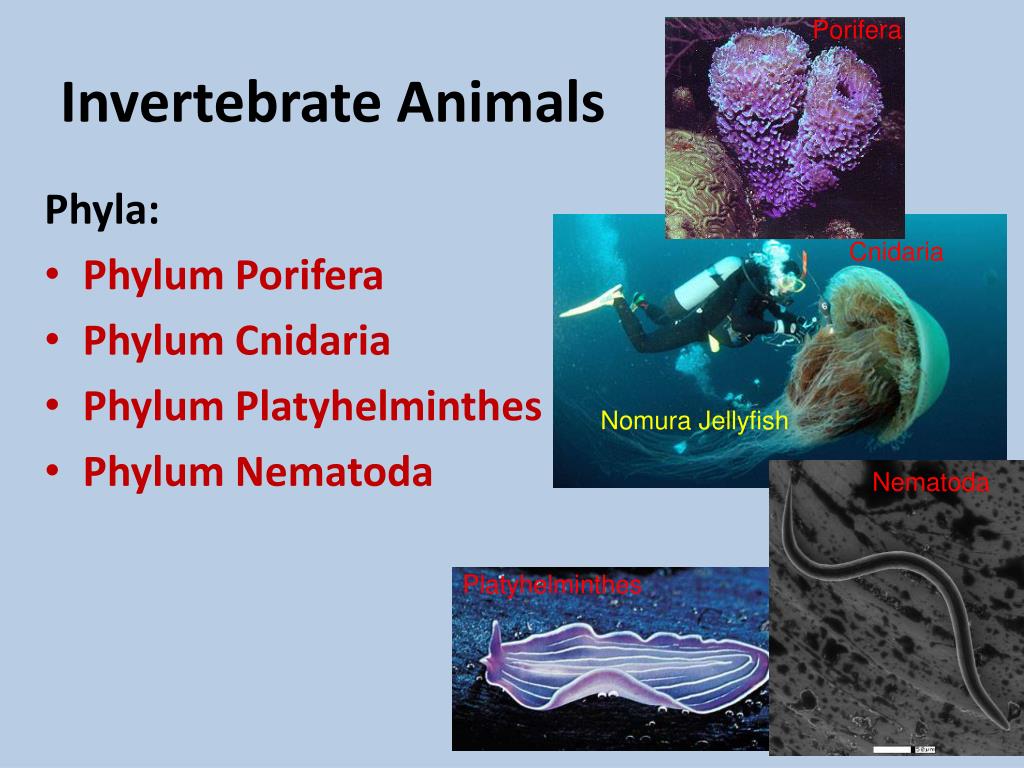 PPT - Invertebrate Animals PowerPoint Presentation, free download - ID ...