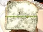 PPT - Bread Mold Experiment PowerPoint Presentation, free download - ID ...