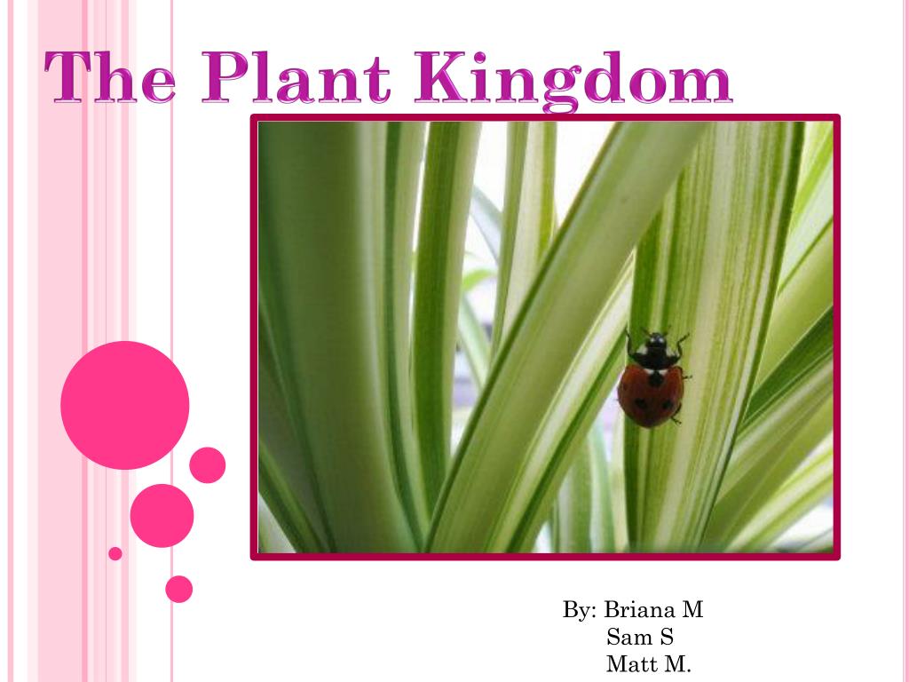 PPT - The Plant Kingdom PowerPoint Presentation, free download - ID:2018477
