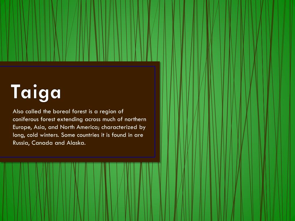 PPT - Taiga PowerPoint Presentation, free download - ID:2018512