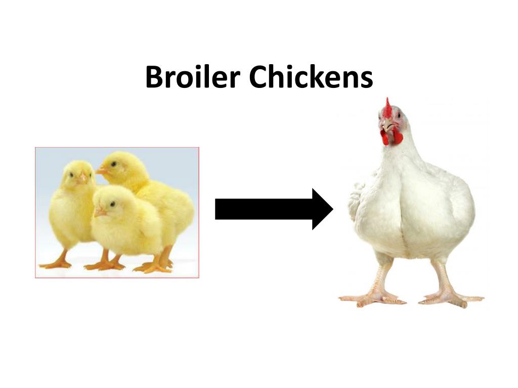 PPT - Broiler Chickens PowerPoint Presentation, free download - ID:2018820