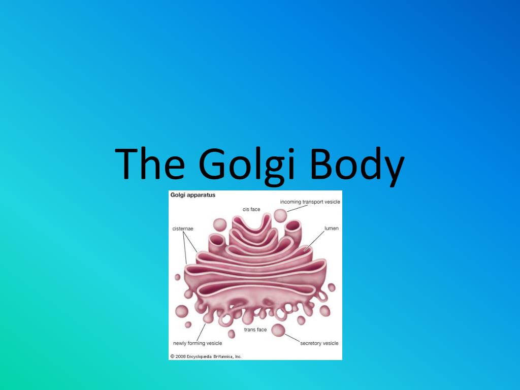 PPT - The Golgi Body PowerPoint Presentation, free download - ID:2019121