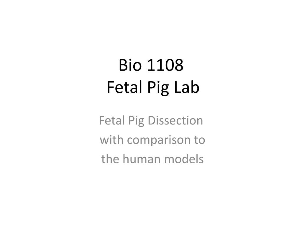PPT - Bio 1108 Fetal Pig Lab PowerPoint Presentation, free download ...