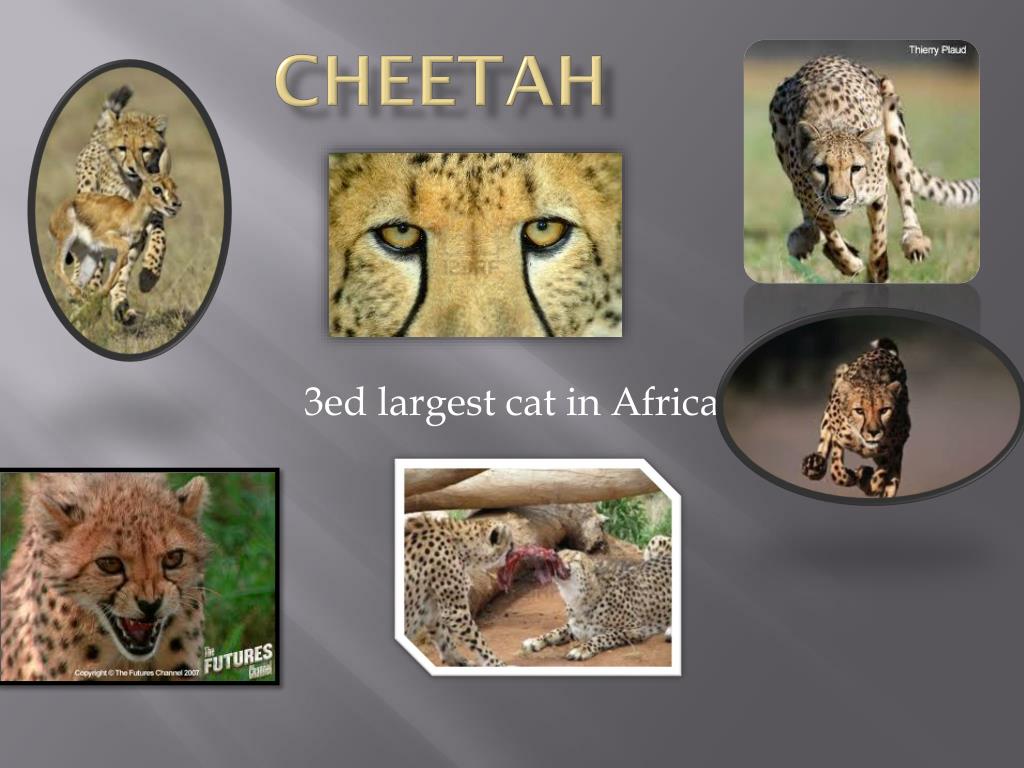 PPT - Cheetah PowerPoint Presentation, free download - ID:2024233