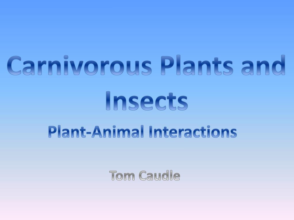 PPT - Carnivorous Plants and Insects PowerPoint Presentation, free ...