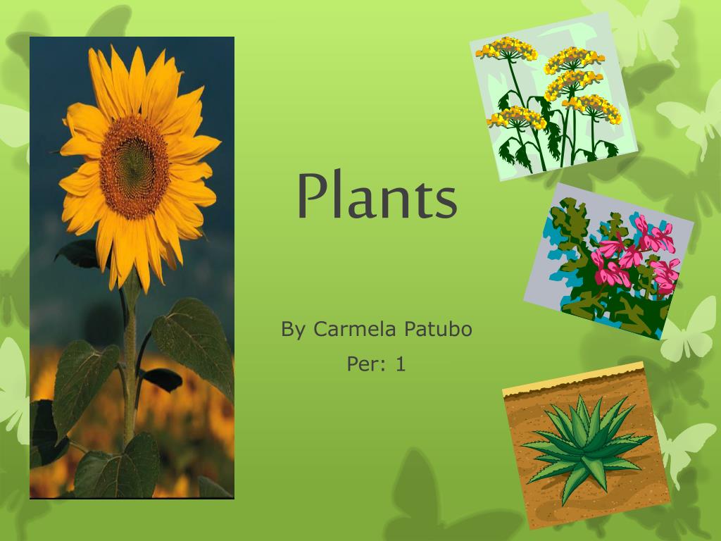 PPT - Plants PowerPoint Presentation, free download - ID:2026441