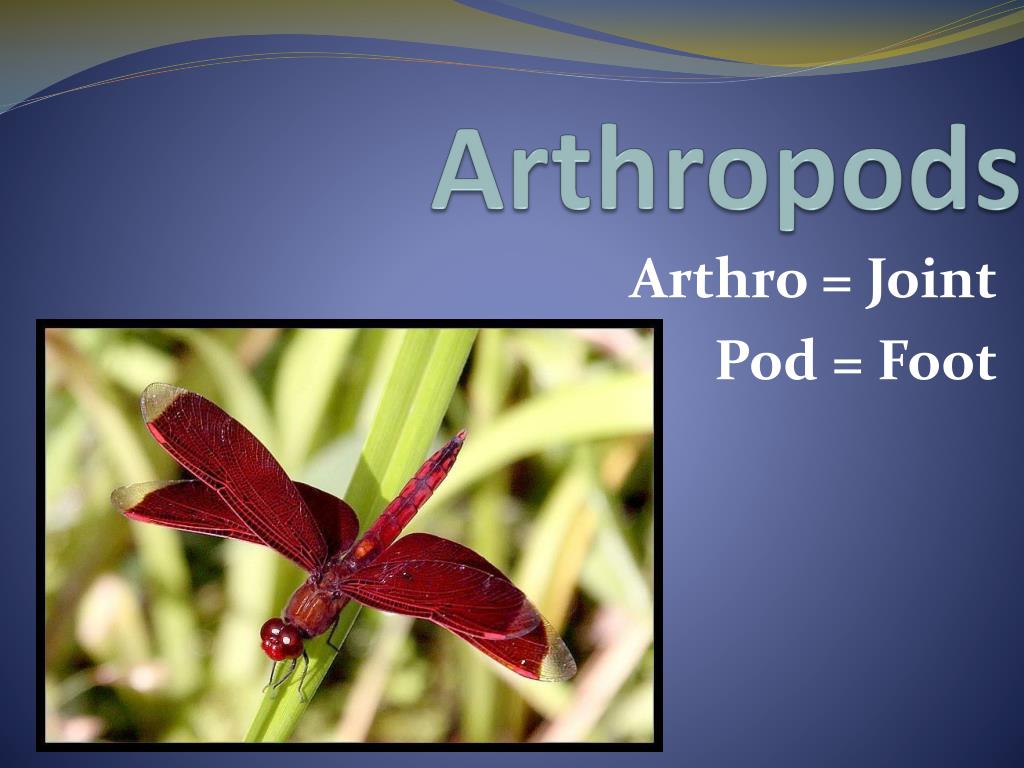 PPT - Arthropods PowerPoint Presentation, free download - ID:2026846