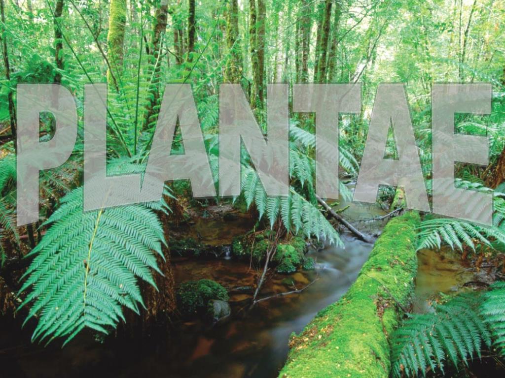 PPT - PLANTAE PowerPoint Presentation, free download - ID:2029279