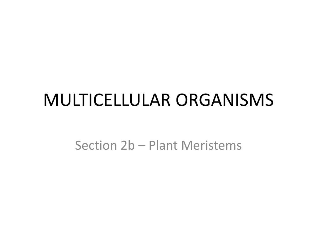 PPT - MULTICELLULAR ORGANISMS PowerPoint Presentation, free download ...