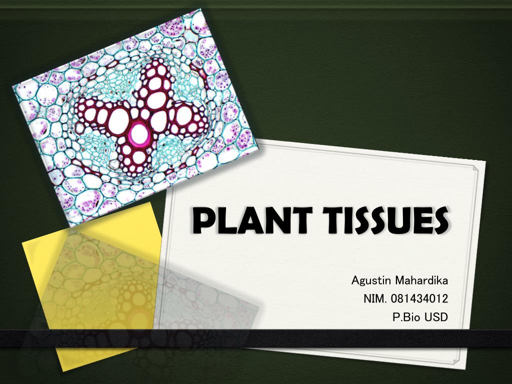 PPT - PLANT TISSUES PowerPoint Presentation, free download - ID:2029413
