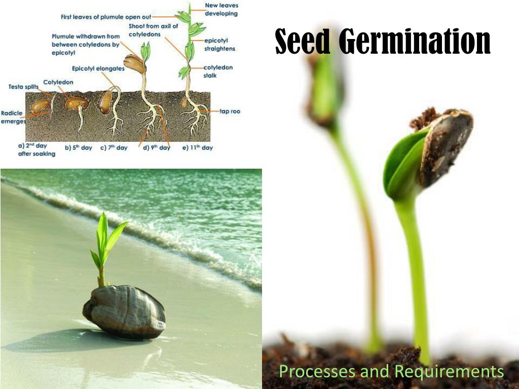 PPT - Seed Germination PowerPoint Presentation, free download - ID:2030151
