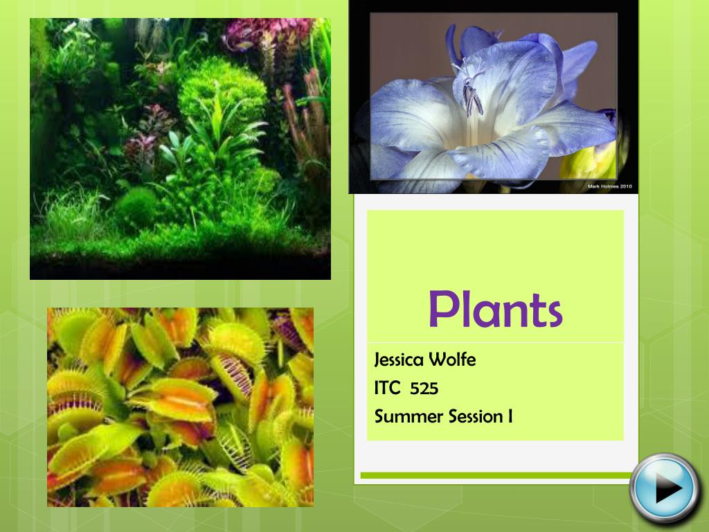 PPT - Plants PowerPoint Presentation, free download - ID:2031120