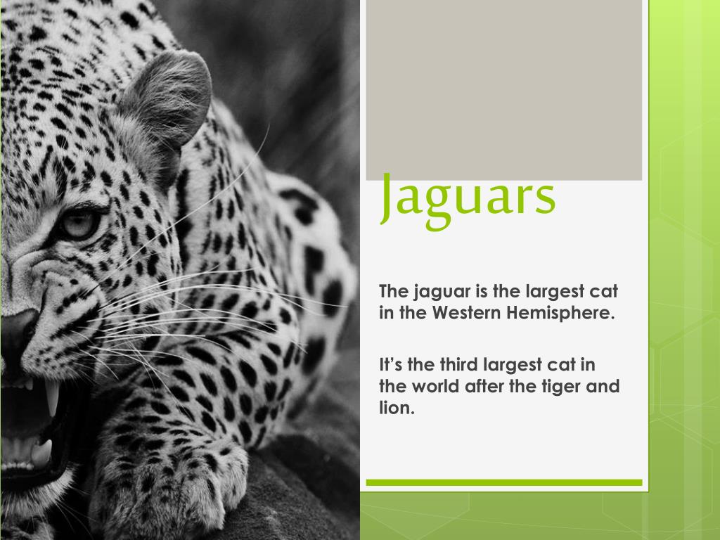 PPT - Jaguars PowerPoint Presentation, free download - ID:2031580