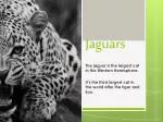 PPT - Jaguars PowerPoint Presentation, free download - ID:4940417
