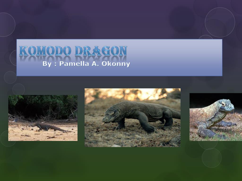 PPT - Komodo dragon PowerPoint Presentation, free download - ID:2032154