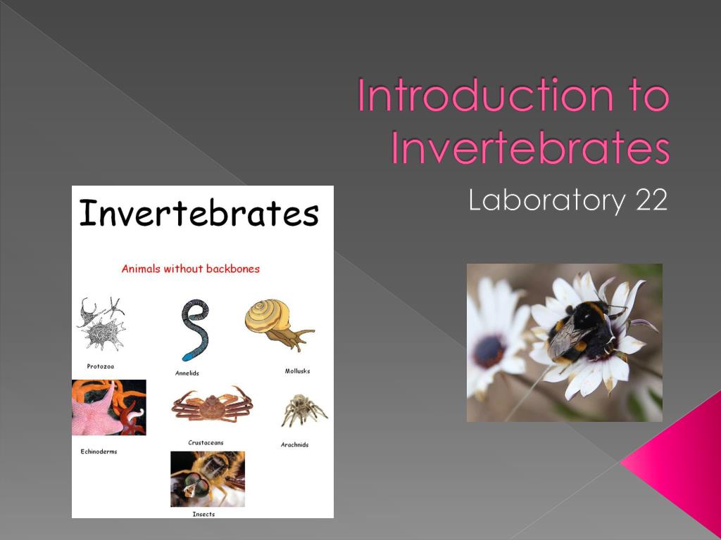 PPT - Introduction to Invertebrates PowerPoint Presentation, free ...