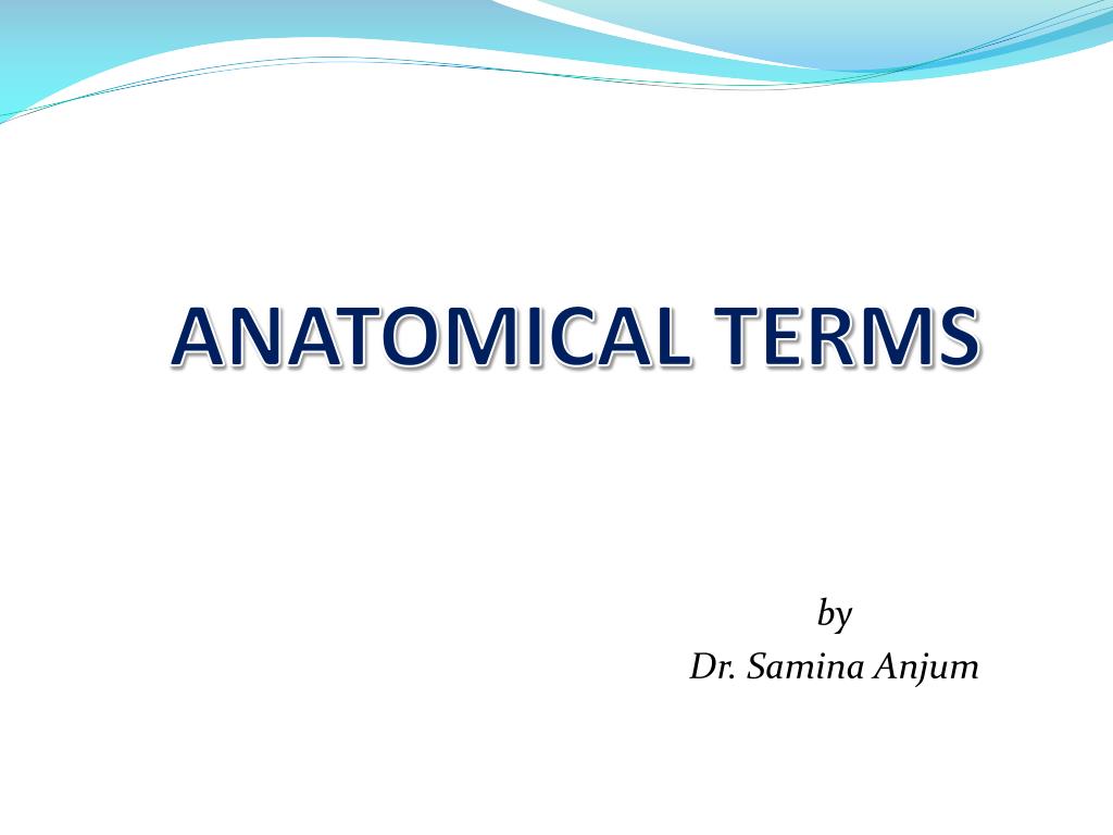 PPT - ANATOMICAL TERMS PowerPoint Presentation, free download - ID:2032605