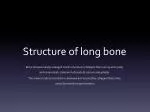 PPT - Bone Structure PowerPoint Presentation, free download - ID:2064486