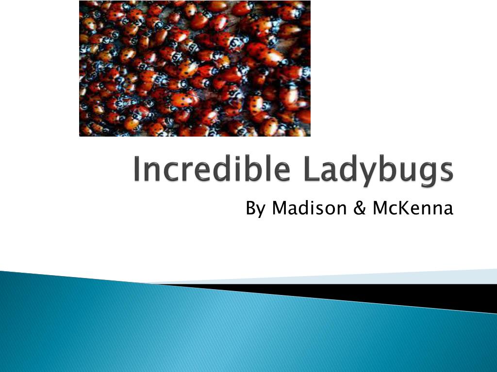 PPT - Incredible Ladybugs PowerPoint Presentation, free download - ID ...