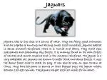 PPT - Jaguars PowerPoint Presentation, free download - ID:4940417