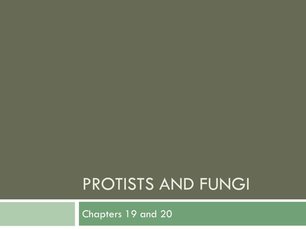 PPT - Protists and fungi PowerPoint Presentation, free download - ID ...
