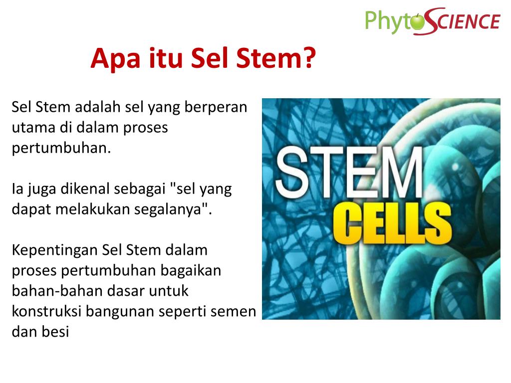 PPT - Apa itu Sel Stem? PowerPoint Presentation, free download - ID:2033946