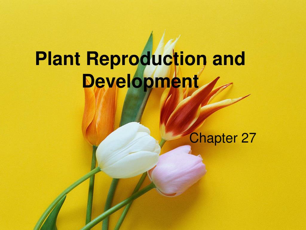 PPT - Plant Reproduction and Development PowerPoint Presentation, free ...