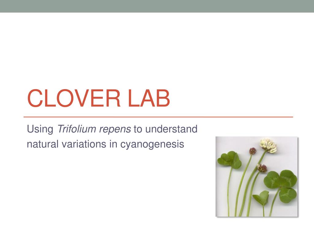 PPT - Clover Lab PowerPoint Presentation, free download - ID:2034159