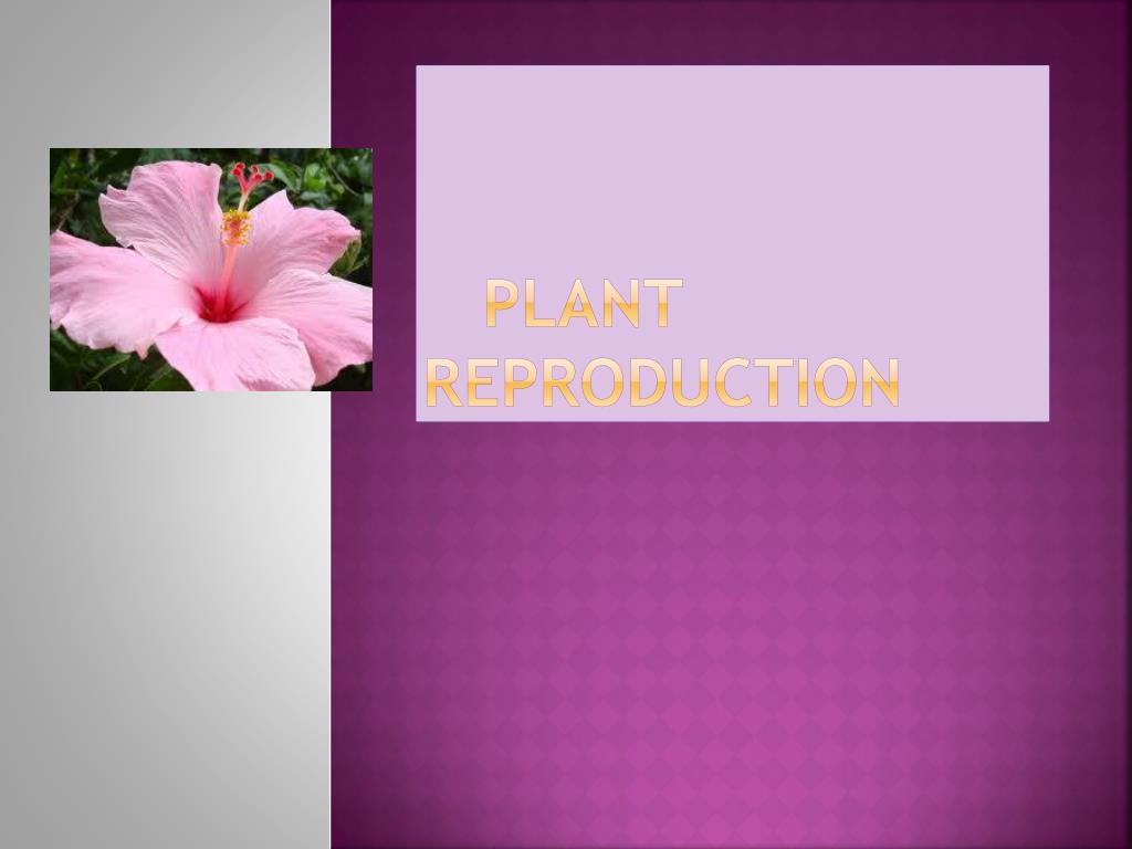 PPT - Plant reproduction PowerPoint Presentation, free download - ID ...