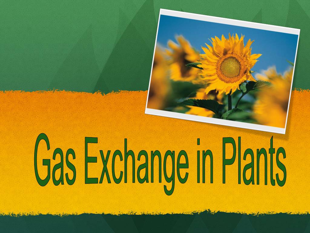 PPT - Gas Exchange in Plants PowerPoint Presentation, free download ...