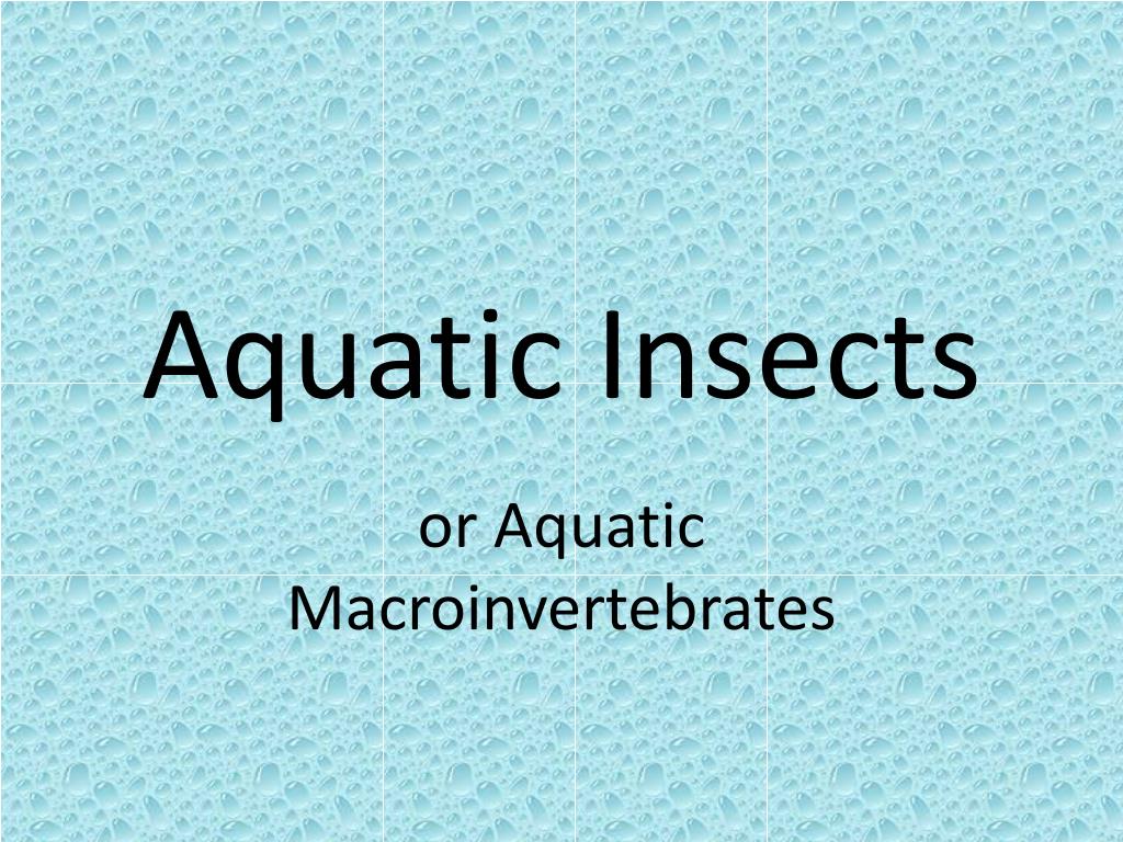 PPT - Aquatic Insects PowerPoint Presentation, free download - ID:2035095