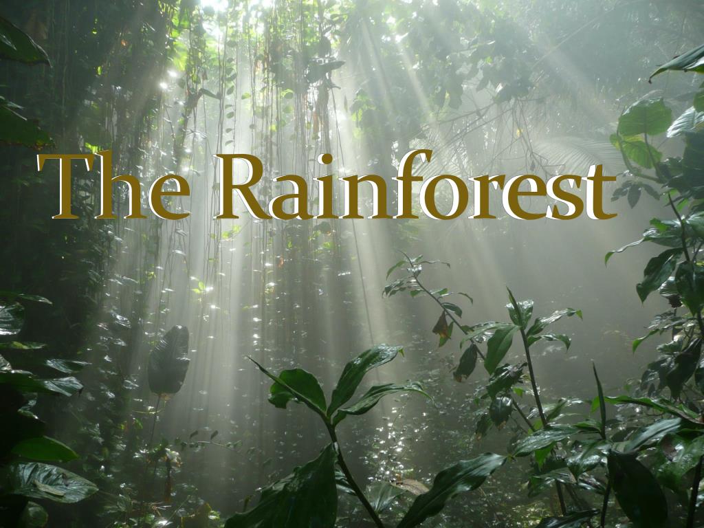 PPT - The Rainforest PowerPoint Presentation, free download - ID:2037441