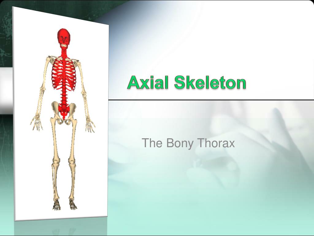 PPT - Axial Skeleton PowerPoint Presentation, free download - ID:2038165